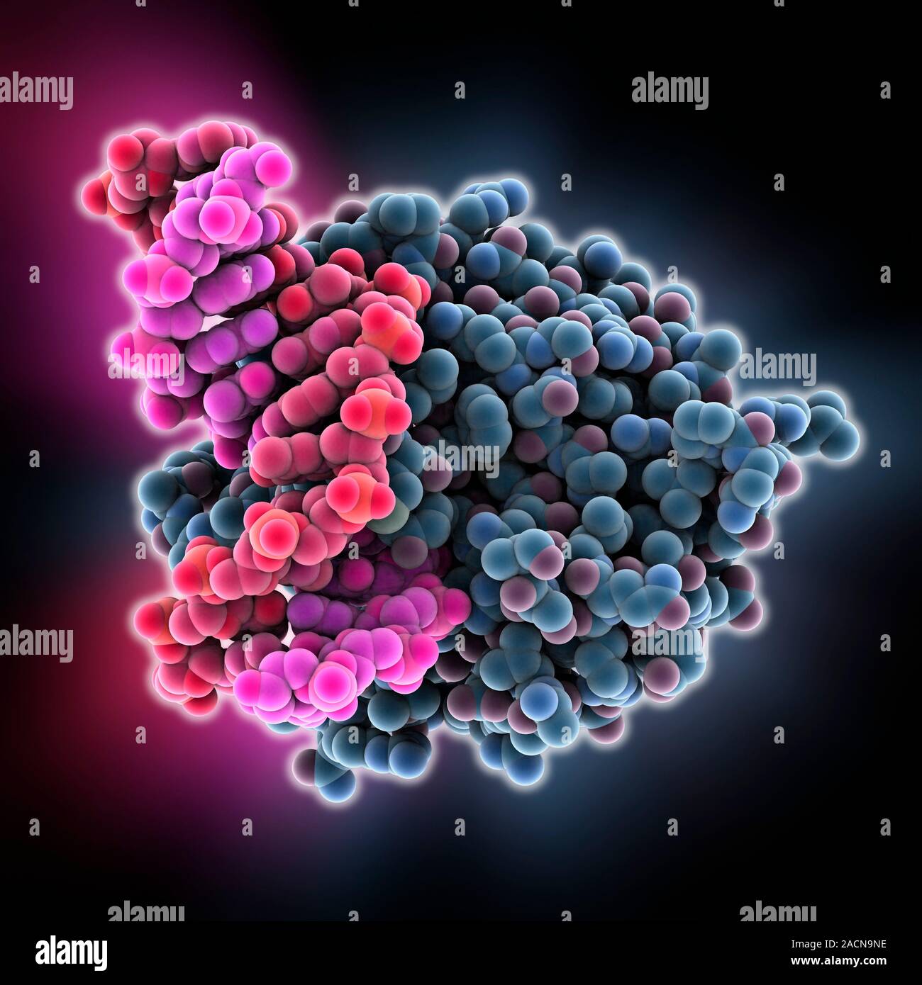 Oxoguanine glycosylase complex. Computer model showing a molecule of ...