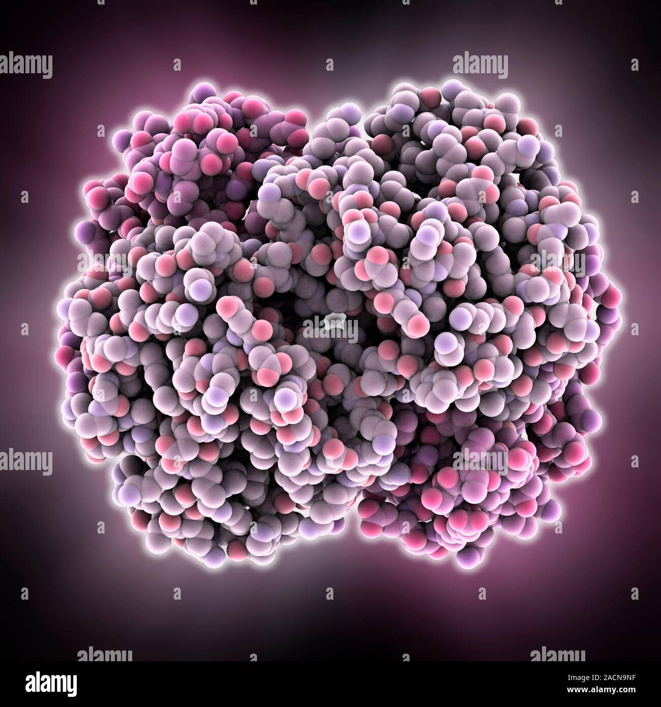 Bacterial ribosome. Molecular model of a 30S (small) ribosomal sub-unit ...