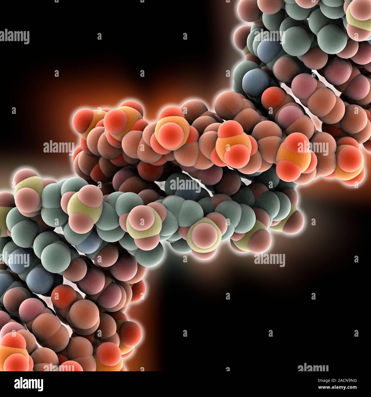 B Dna Molecule Computer Model Showing The B Structure Of A Dna