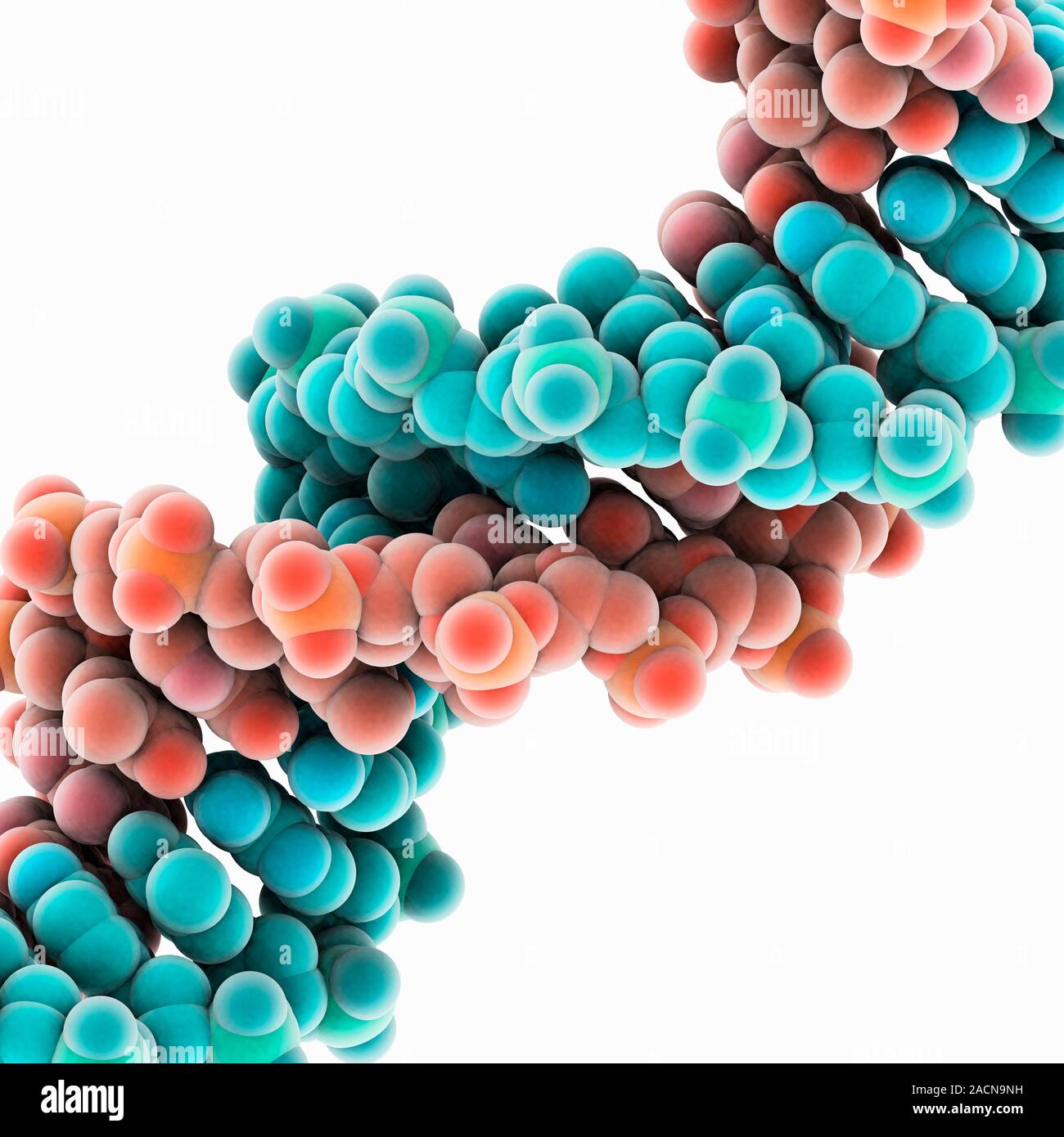 B Dna Molecule Computer Model Showing The B Structure Of A Dna Deoxyribonucleic Acid Molecule