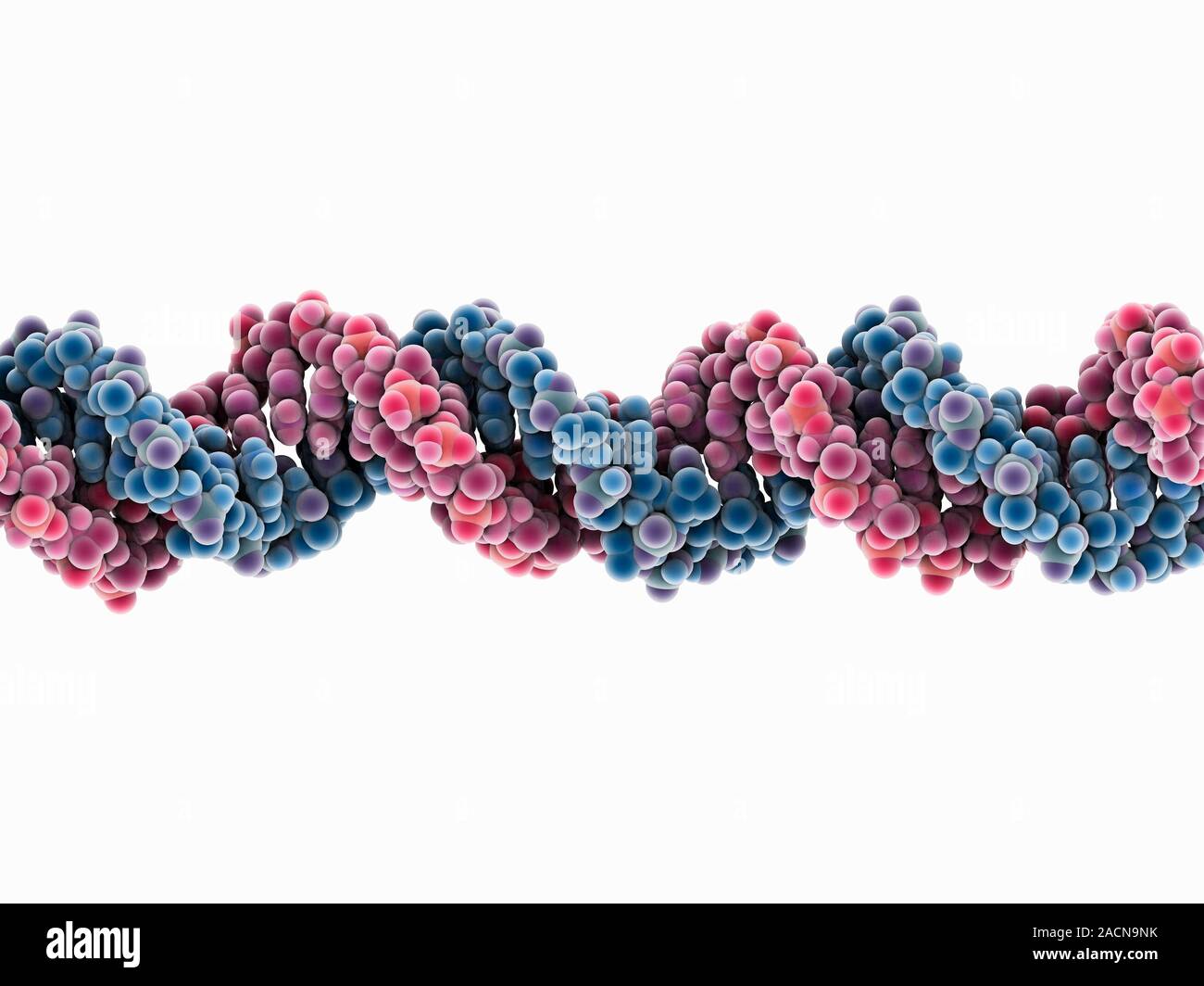B Dna Molecule Computer Model Showing The B Structure Of A Dna Deoxyribonucleic Acid Molecule