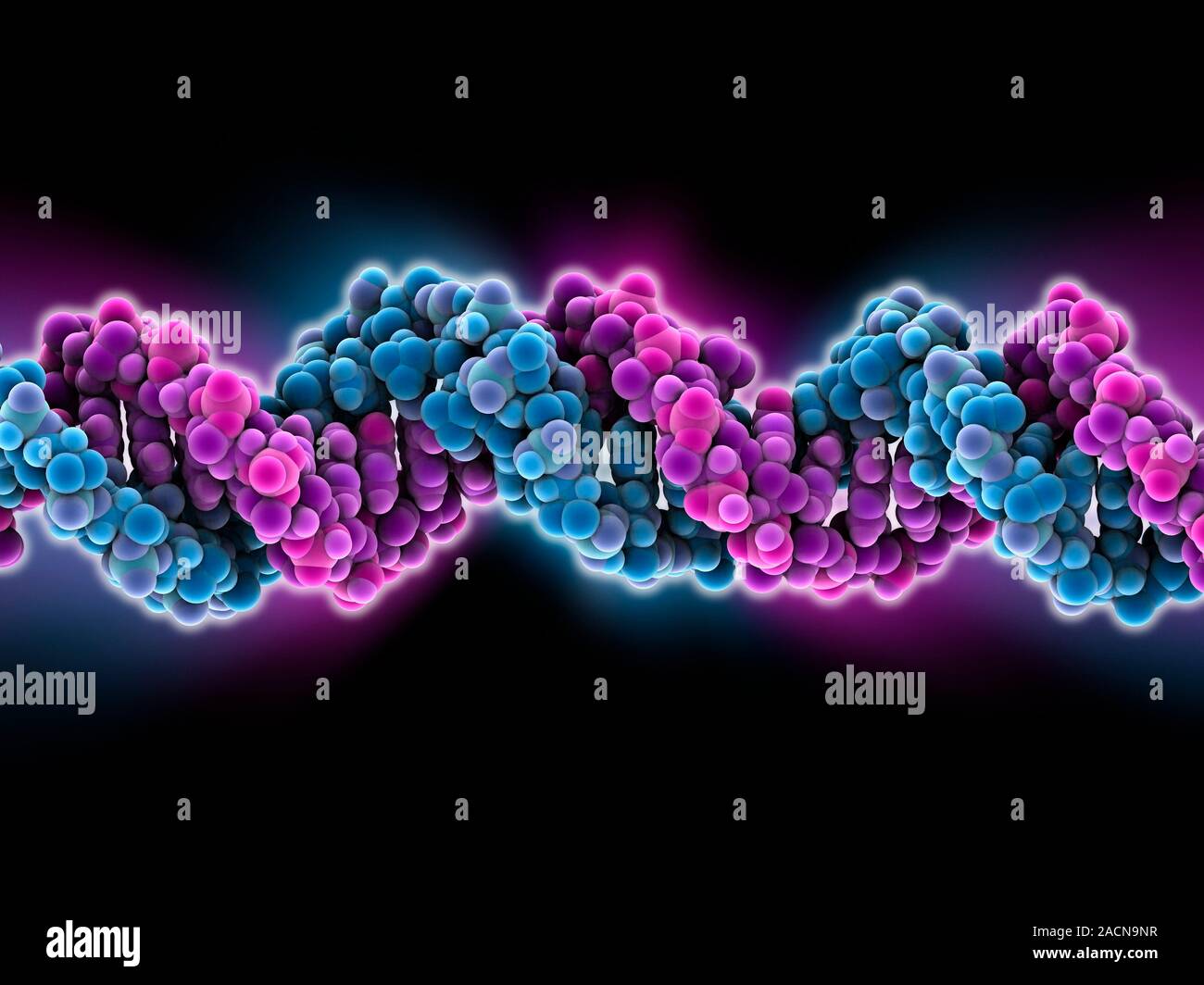 B-DNA molecule. Computer model showing the B structure of a DNA ...