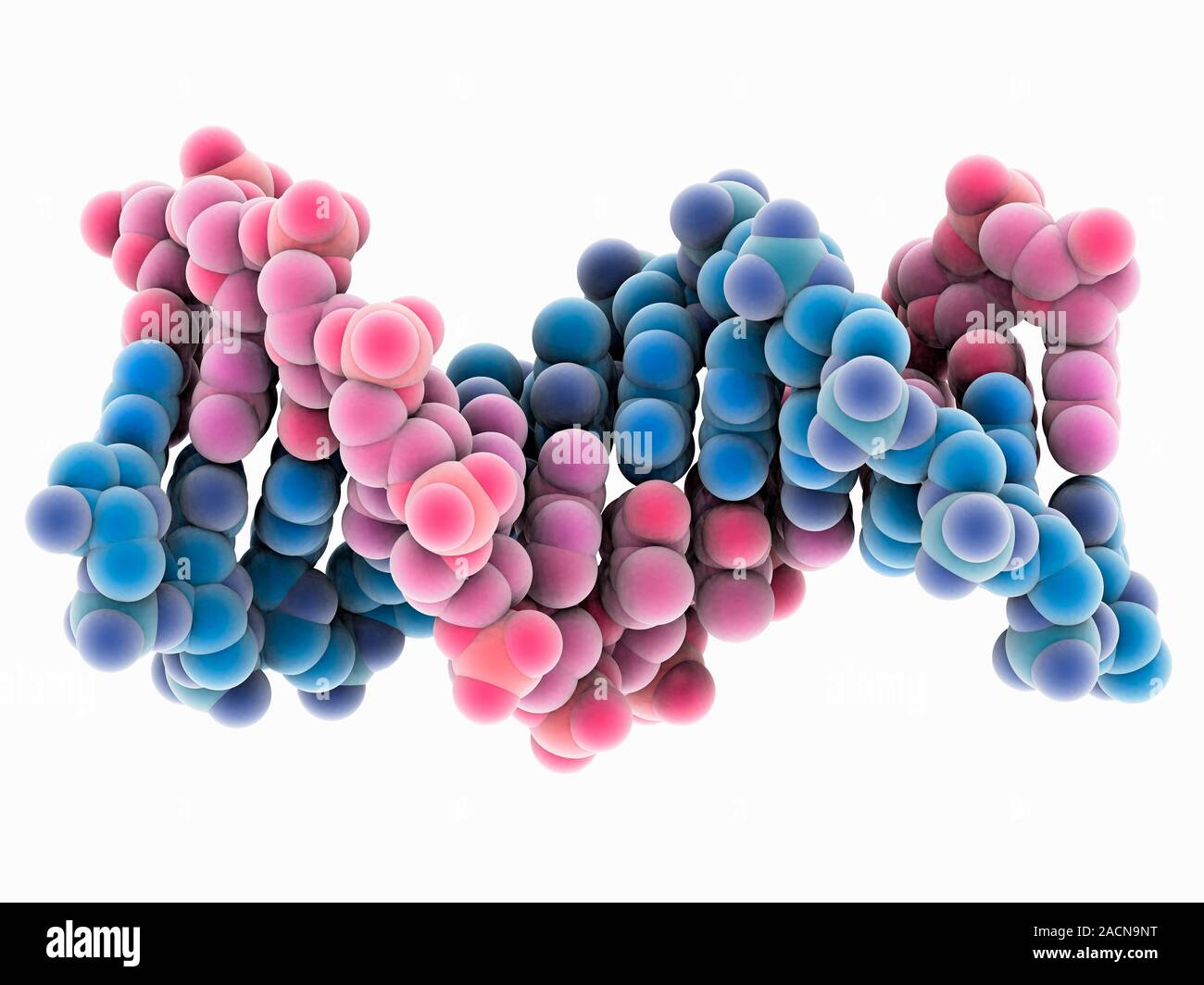 B-DNA molecule. Computer model showing the B structure of a DNA ...