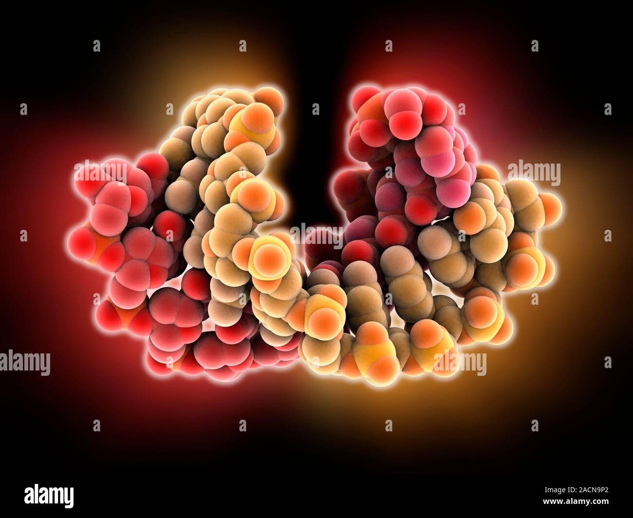 A Dna Molecule Computer Model Showing The A Structure Of A Dna Deoxyribonucleic Acid Molecule