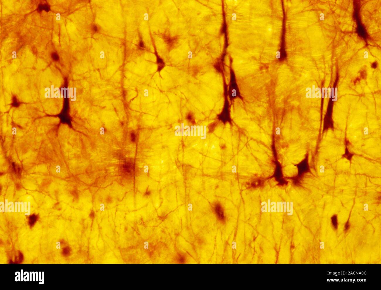 Cerebral cortex nerve cells. Light micrograph of a section through ...