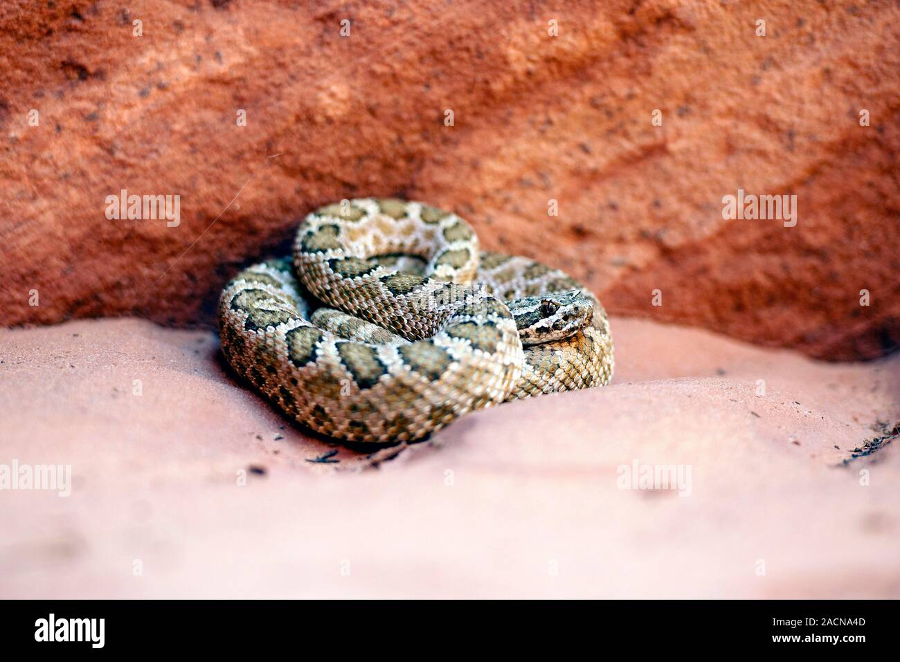 Hopi rattlesnake (Crotalus viridis nuntius) sheltering from the sun ...