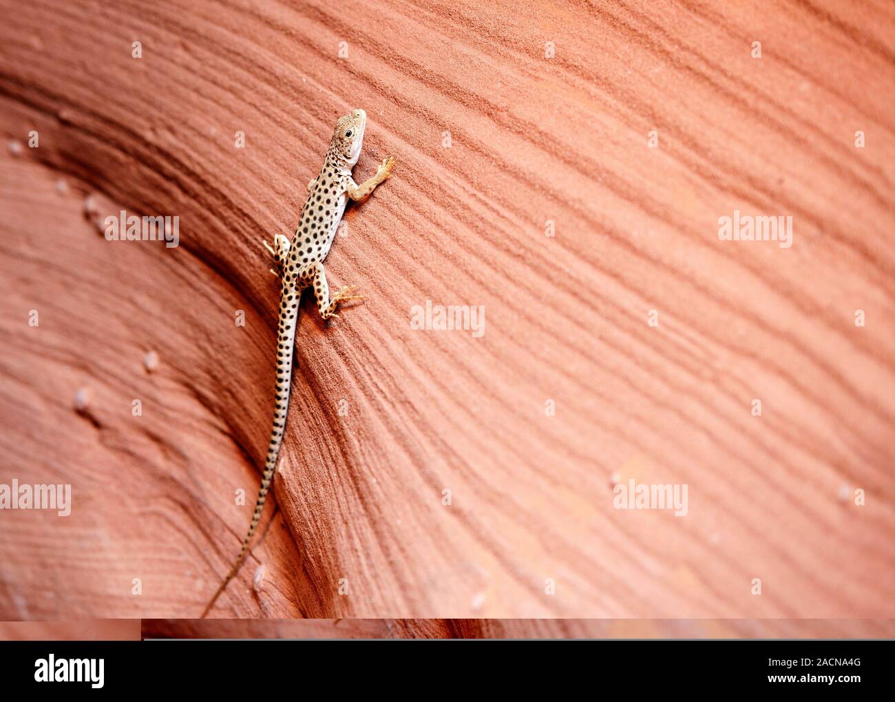 Long-nosed leopard lizard (Gambelia wislizenii) sheltering from the sun ...