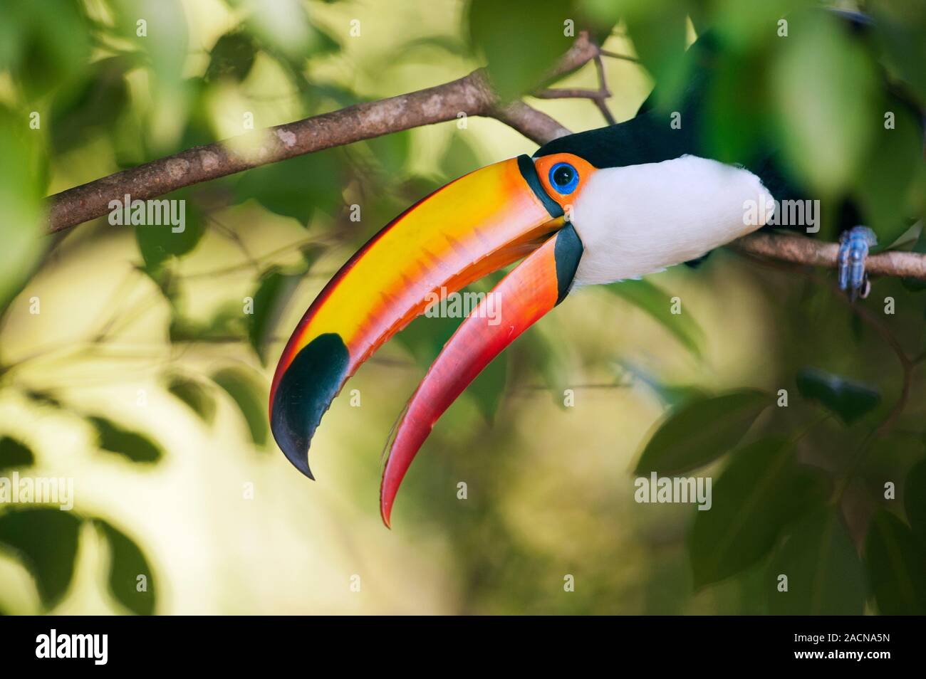 Toco toucan in a tree. The toco toucan (Ramphastos toco) is the largest ...