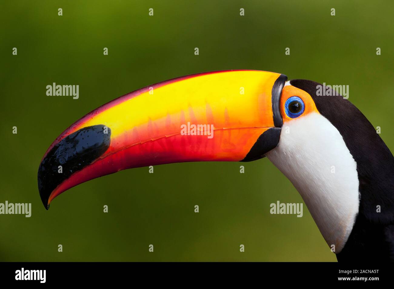 Toco toucan. The toco toucan (Ramphastos toco) is the largest of the ...