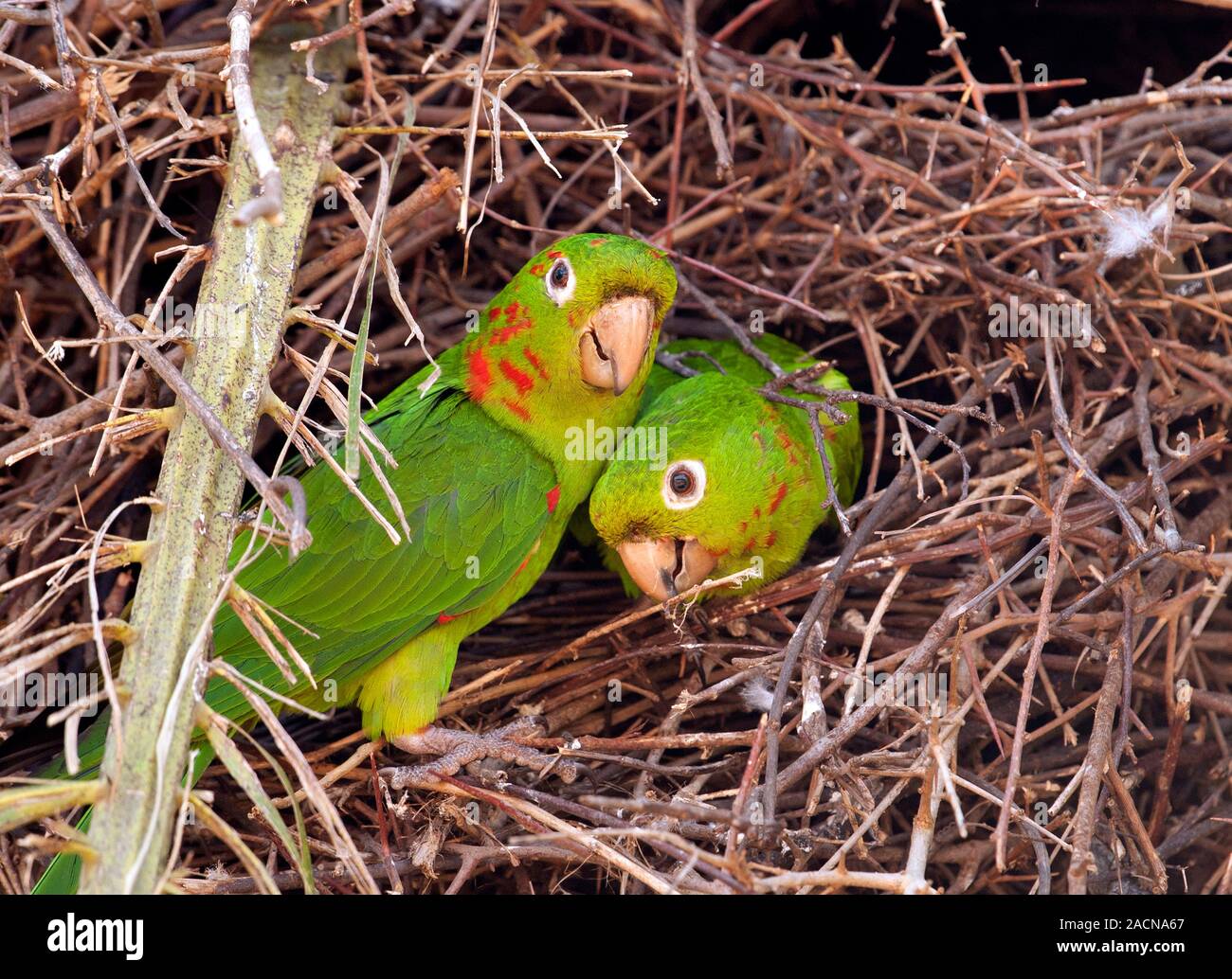 White-eyed parakeets (Aratinga leucophthalma) nesting. These parrots are native to South America ...