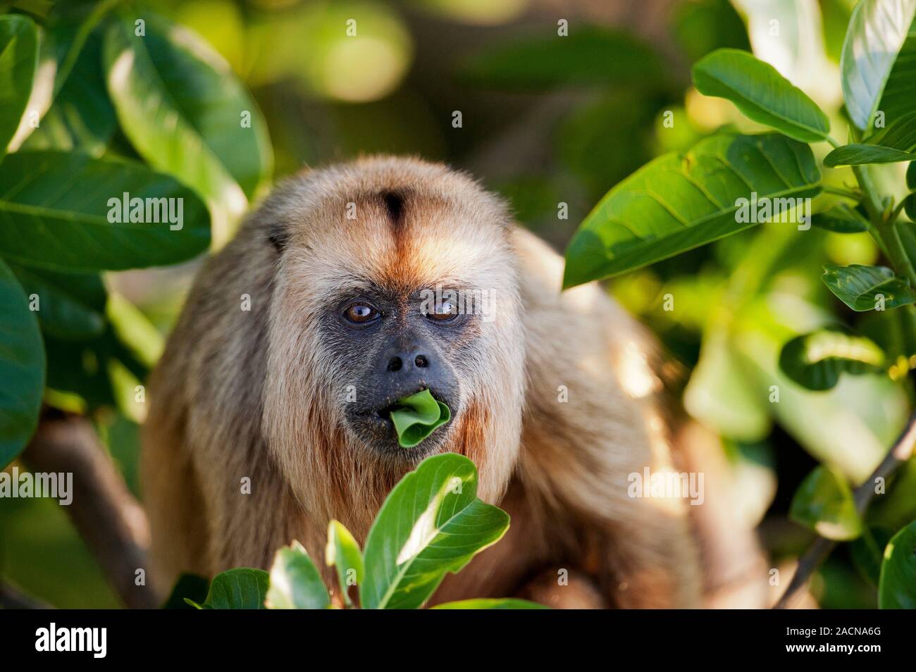 Howler monkey. Female howler monkey (Aloutta sp.) eating leaves in a ...