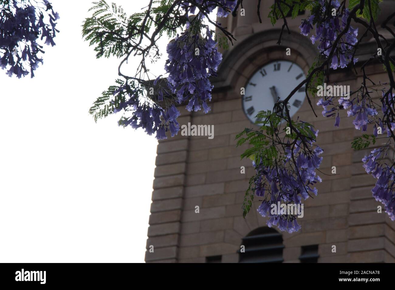 Jacaranda leaves hi-res stock photography and images - Alamy