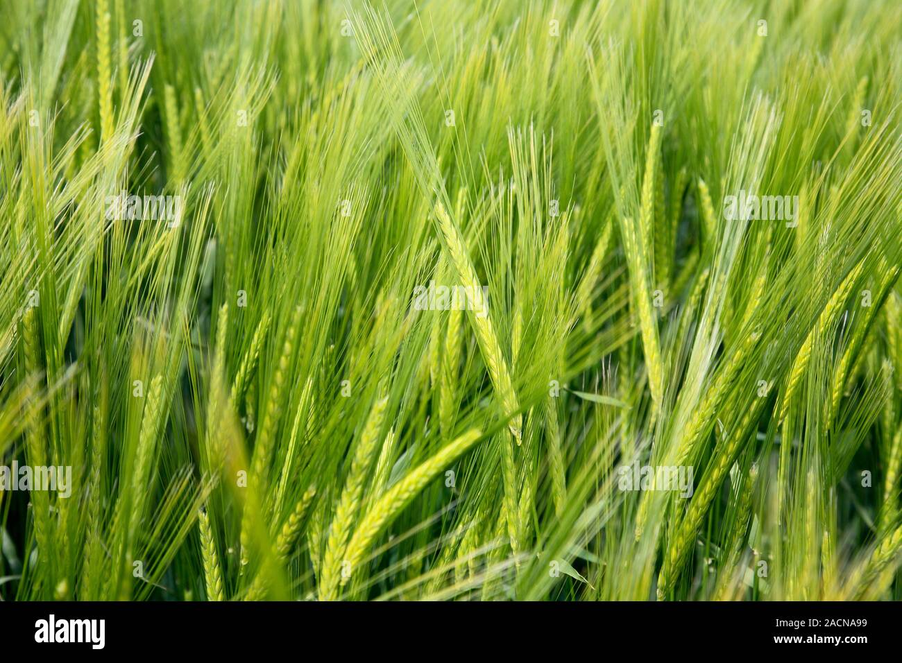Wheat field. Close-up of young ears of wheat (Triticum sp.) in a field ...