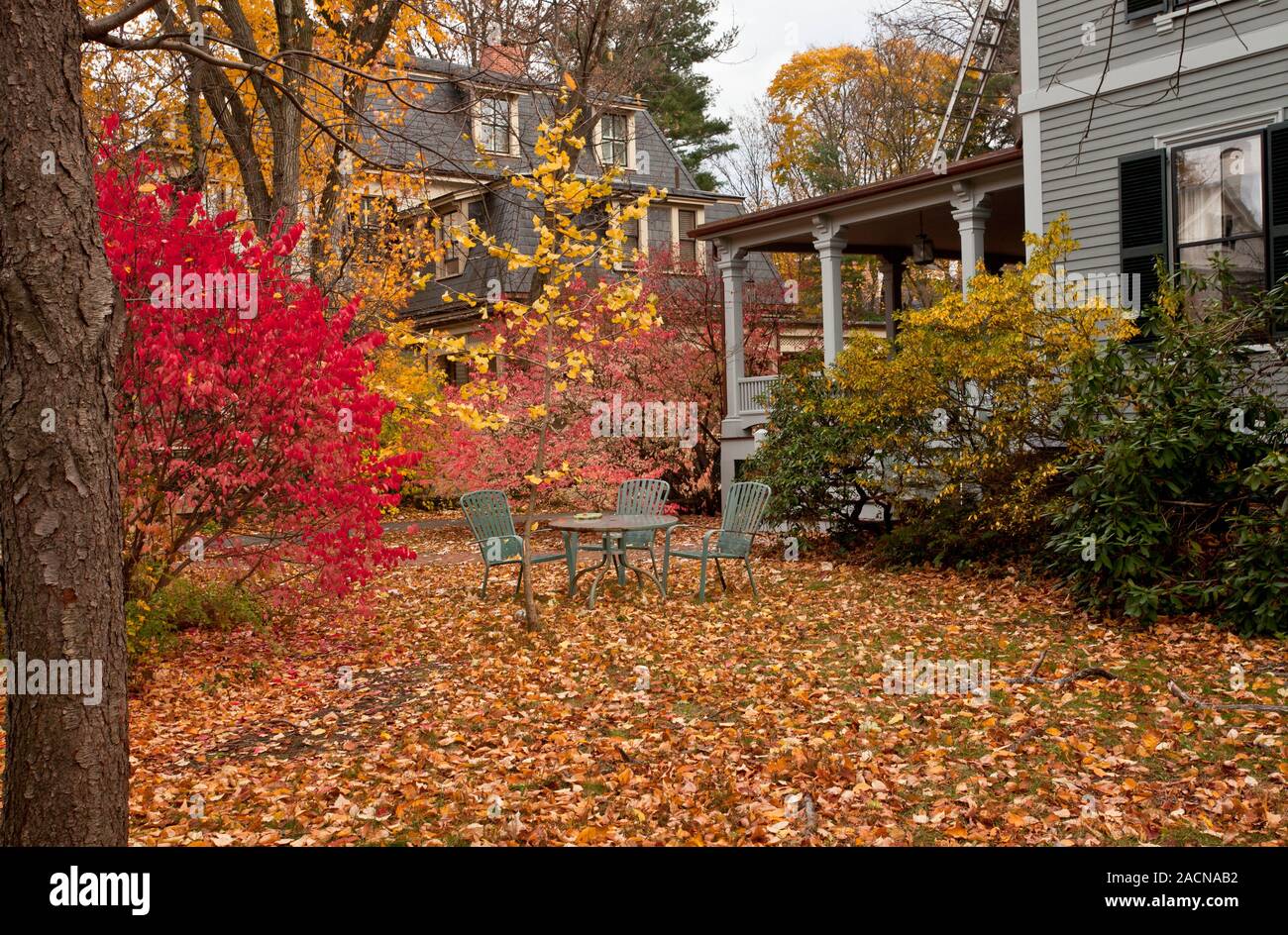 Suburban garden in autumn. Photographed in Cambridge, Massachusetts ...