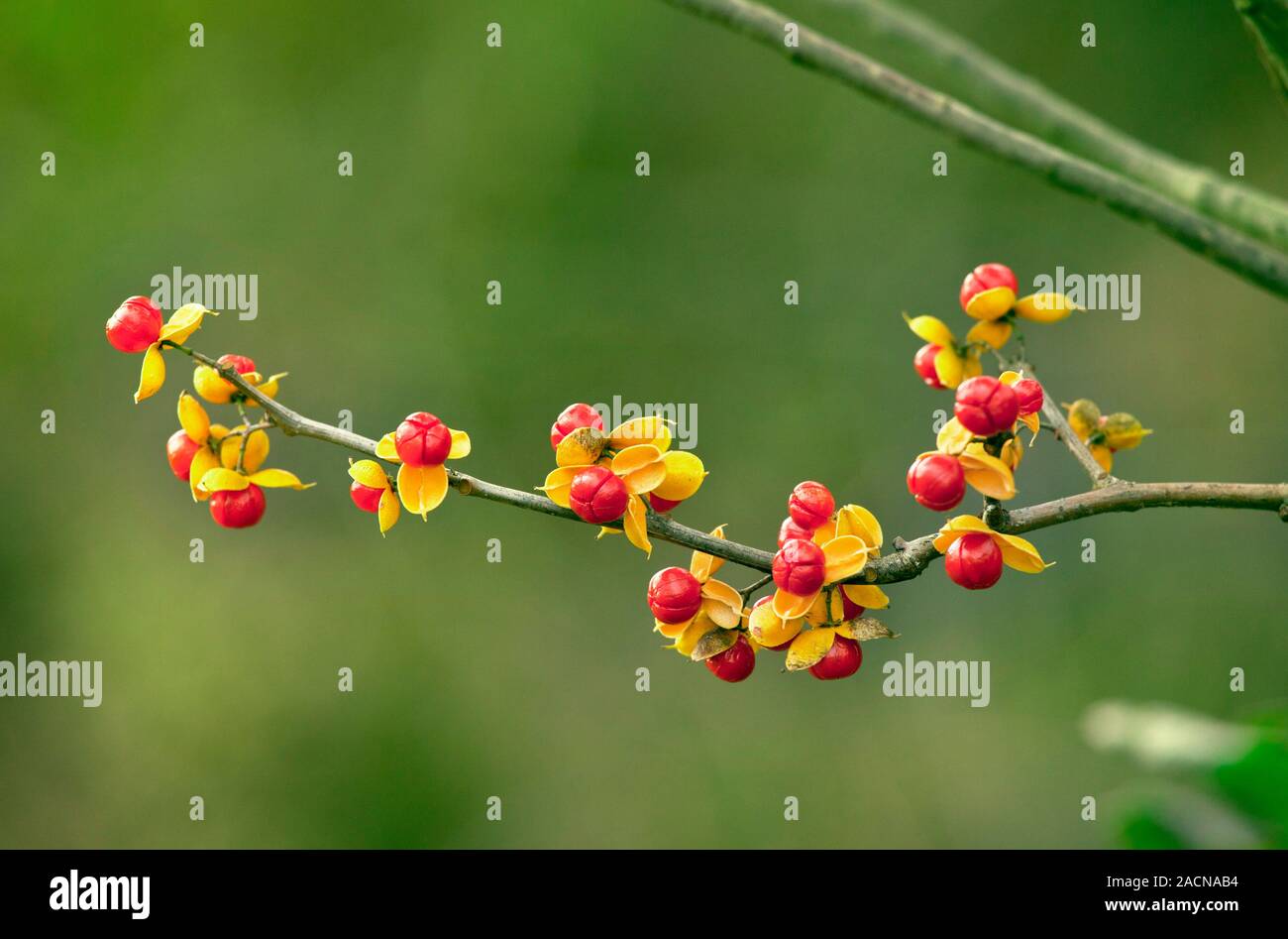 Oriental staff vine (Celastrus orbiculatus) fruit. Seeds (red) have ...