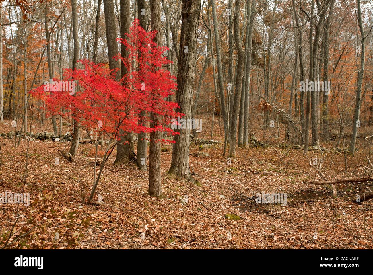Winged spindle tree (Euonymus alatus, red leaves) growing in woodland ...