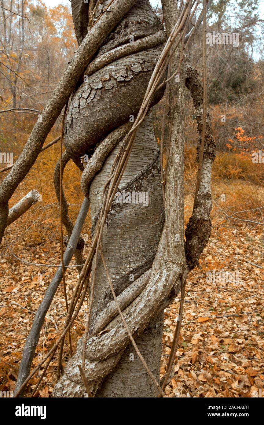 Vine strangling a birch tree. Birch tree (Betula sp.) being strangled ...