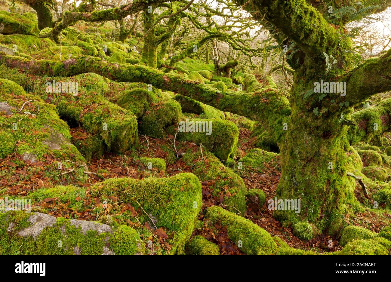 Oak woodland on Dartmoor. Moss-covered stunted oak trees and rocks in ...