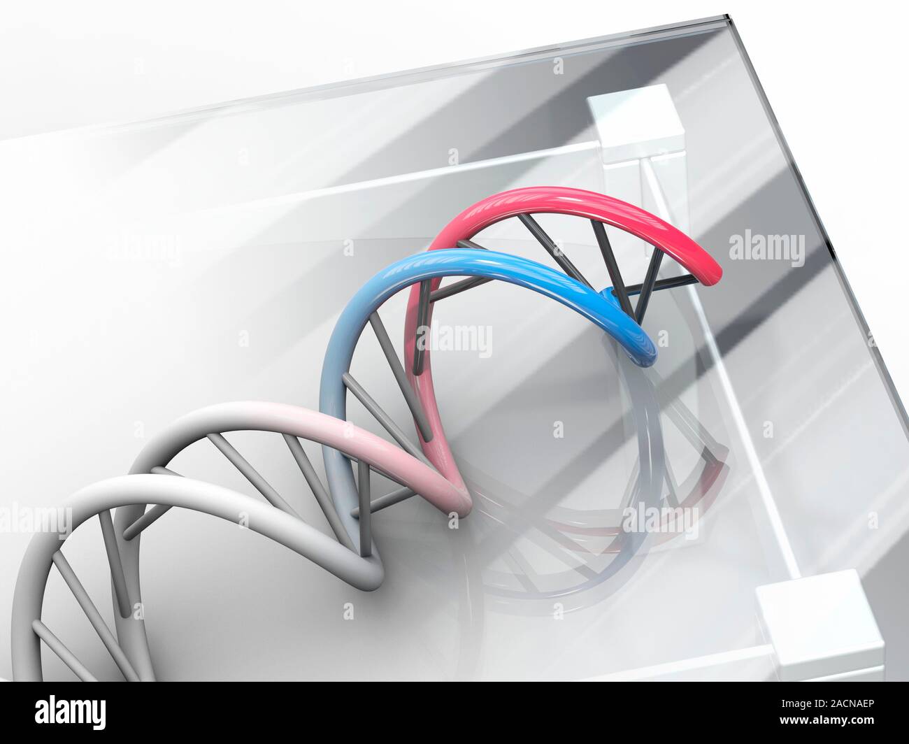 DNA molecule. Computer artwork showing a double stranded DNA ...
