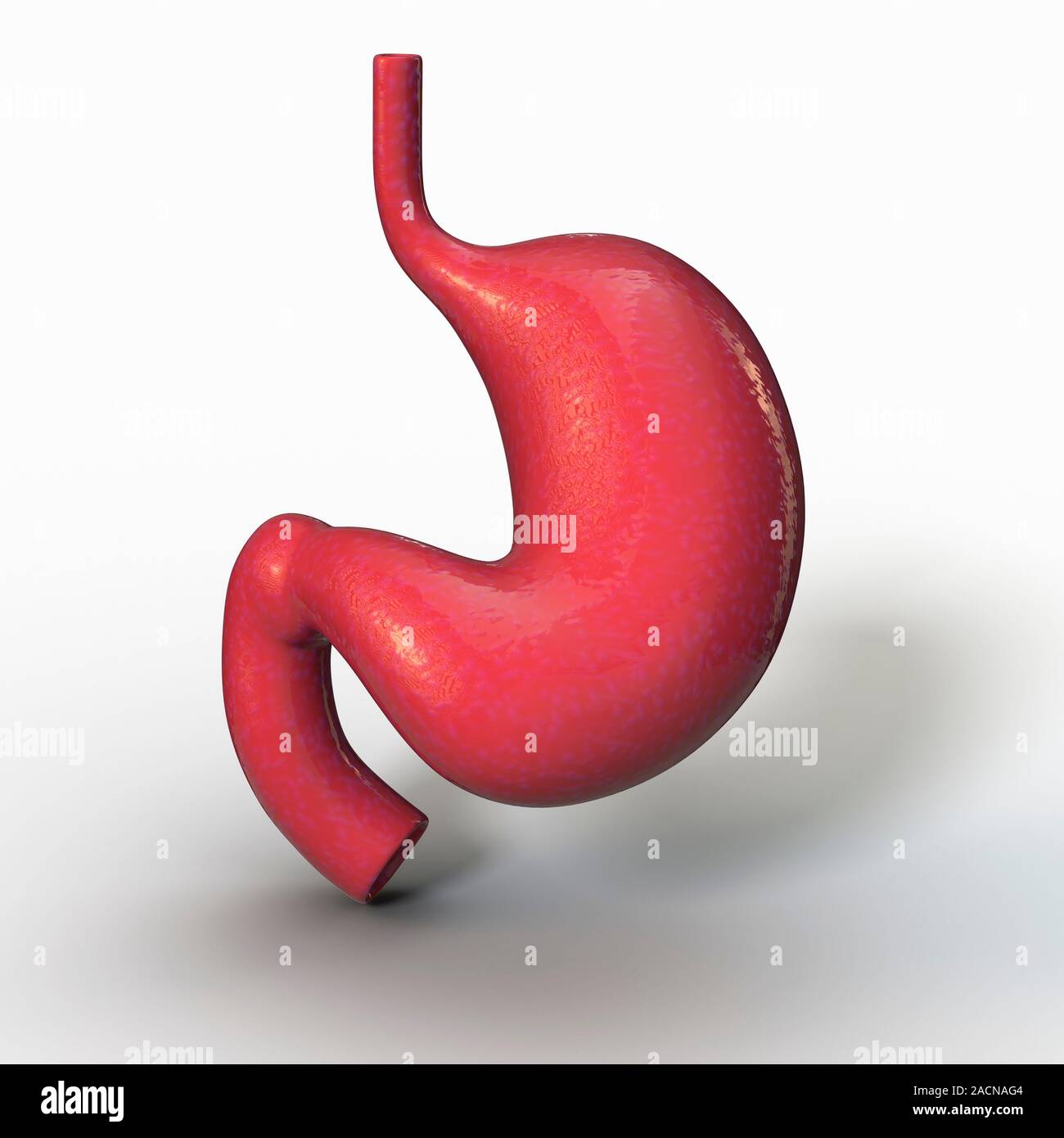 Stomach. Computer artwork of a human stomach. At top is the oesophagus ...