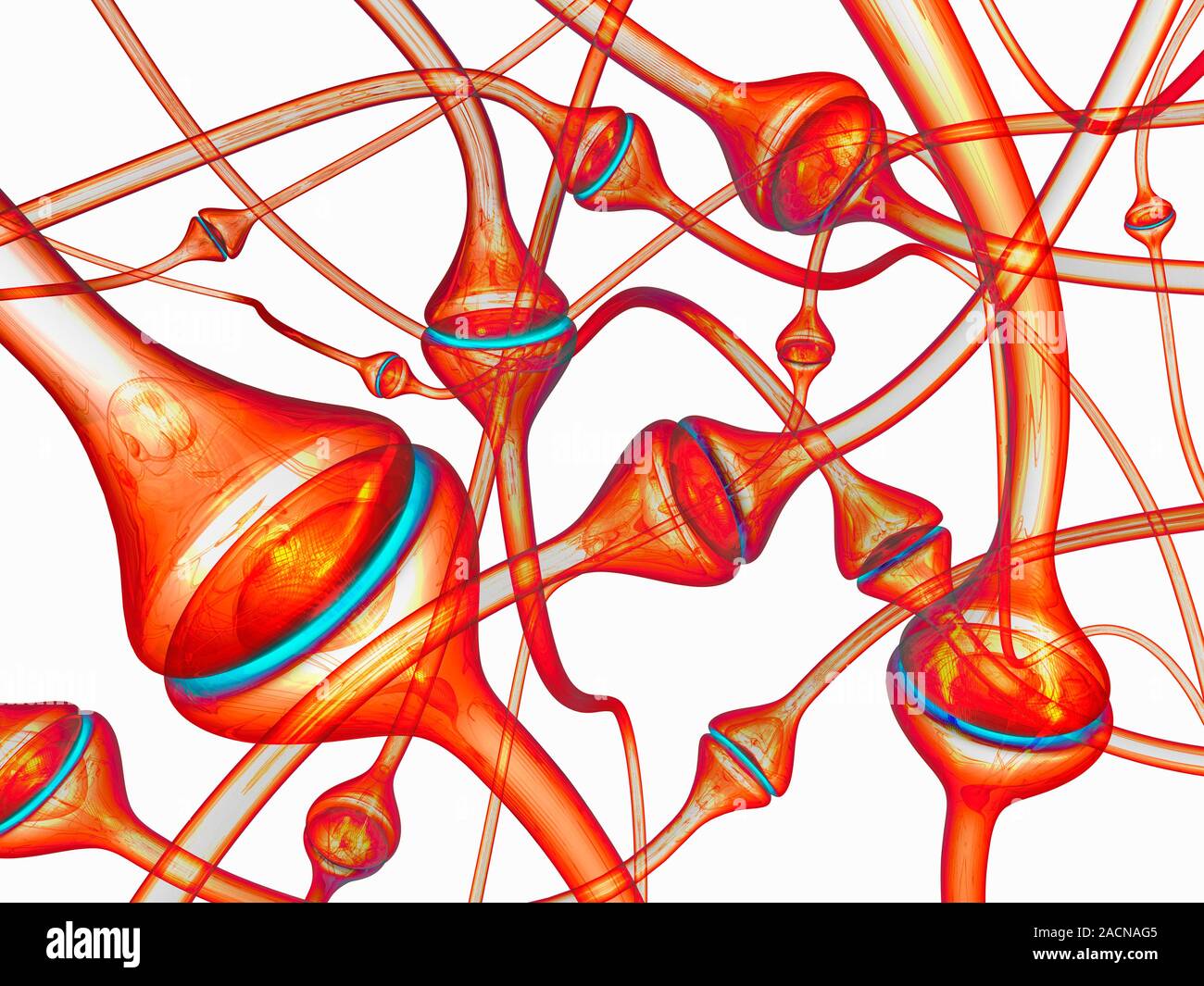 Synapses. Computer artwork of synapses, the junction between nerve ...