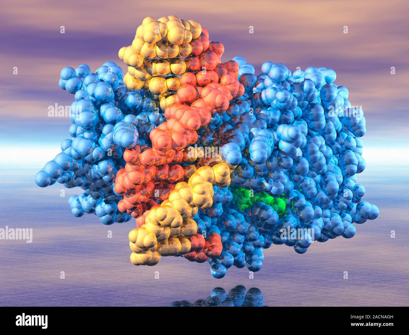 DNA and methyltransferase complex. Molecular model showing a molecule ...