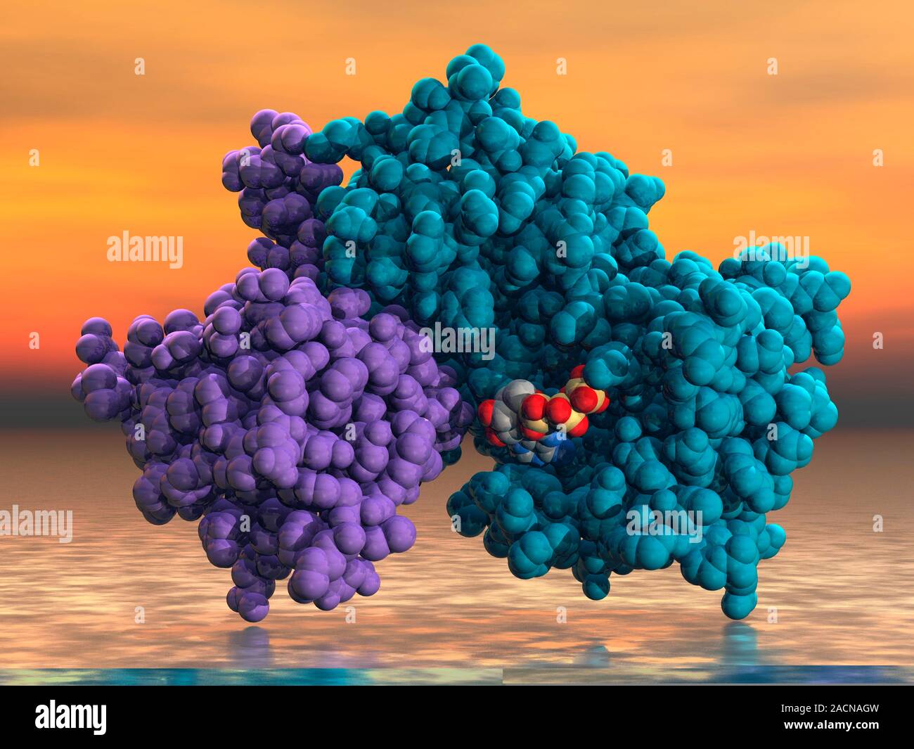 mRNA decapping complex. Molecular model showing the molecular structure ...