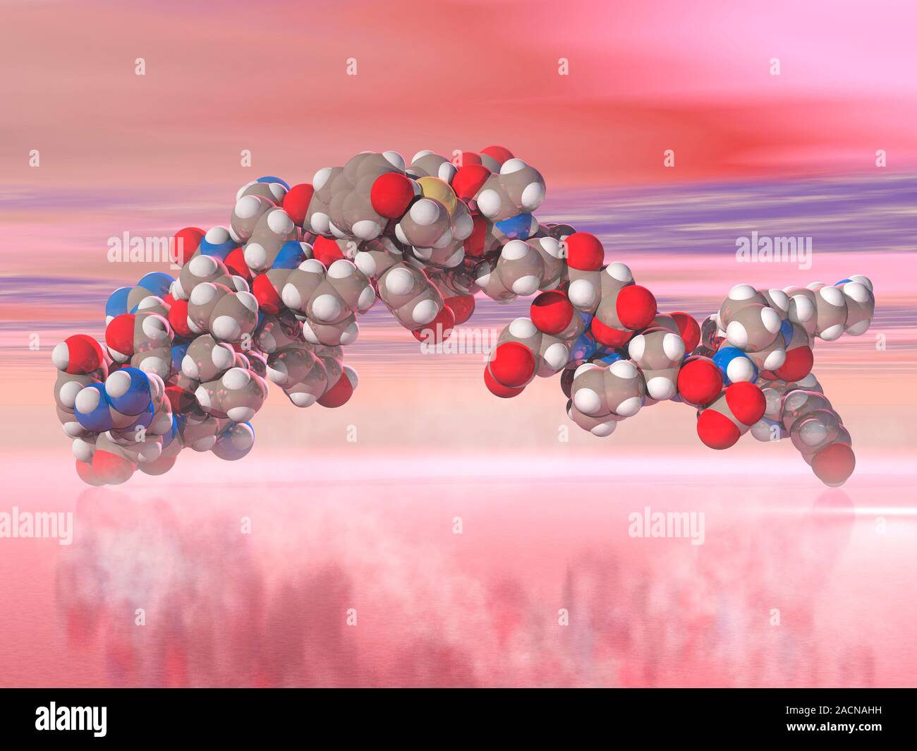 Neuropeptide Y neurotransmitter molecule. Molecular model showing the structure of the ...