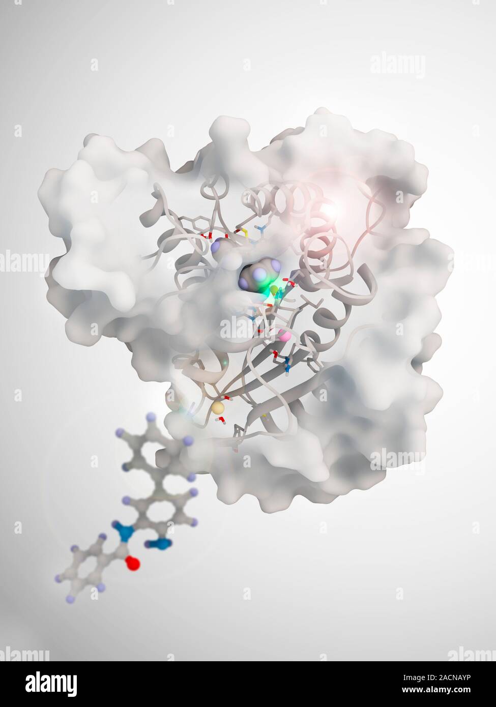 Histone deacetylase and inhibitor. Molecular model of a histone ...