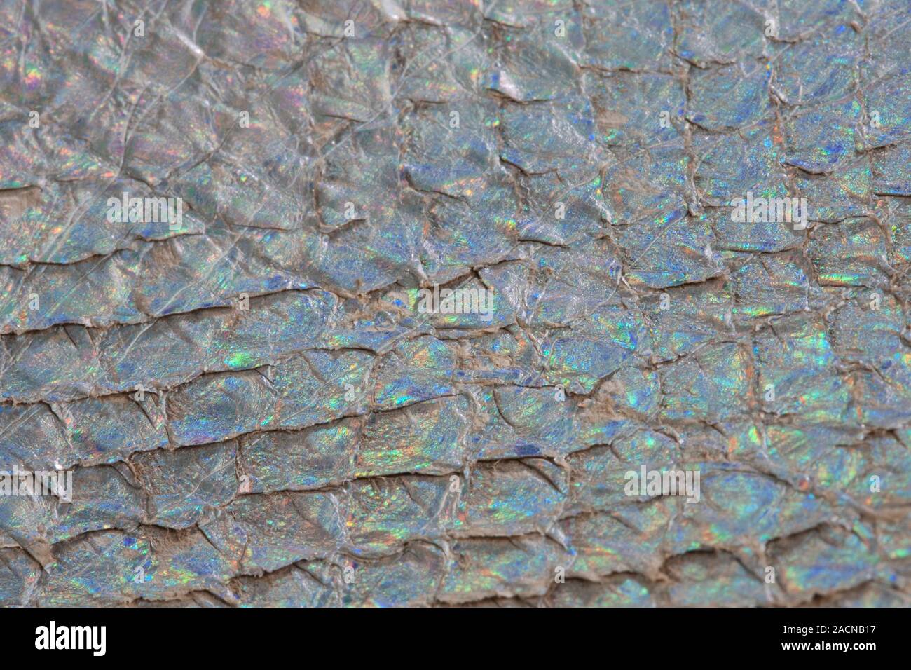 Salmon skin leather. Close-up of leather formed from the skin of a ...