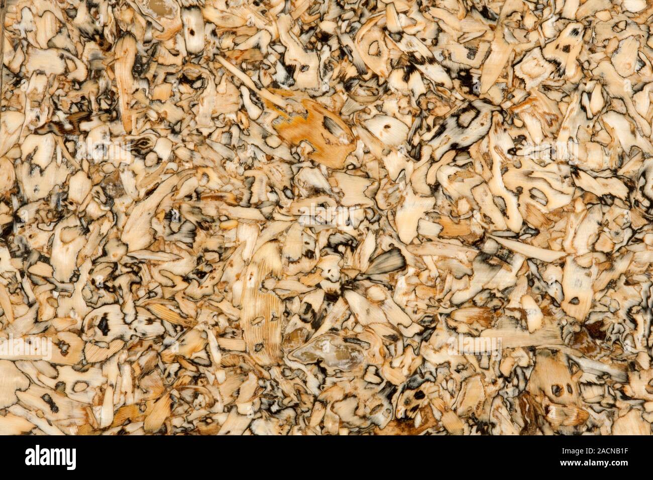 Sunflower seed board. Close-up of wooden board made using sunflower ...