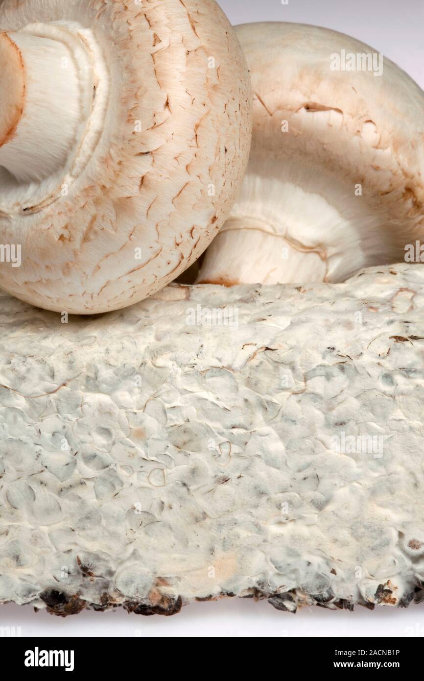 Mushroom-based material and mushrooms. The mushroom material (bottom ...