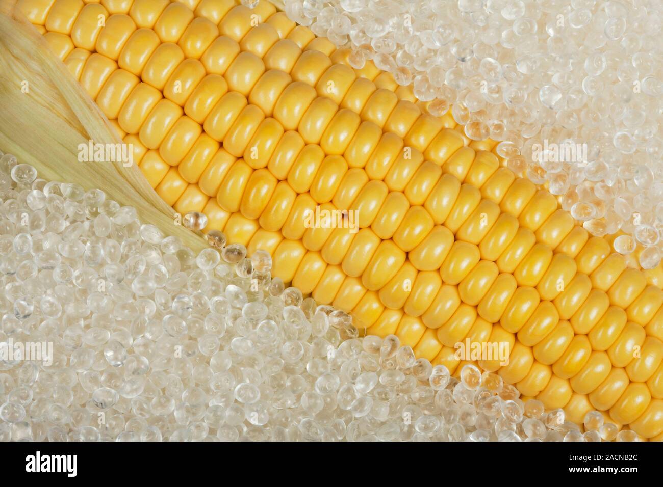 Corn-based plastic. Close-up of plastic pellets (clear) made from corn ...