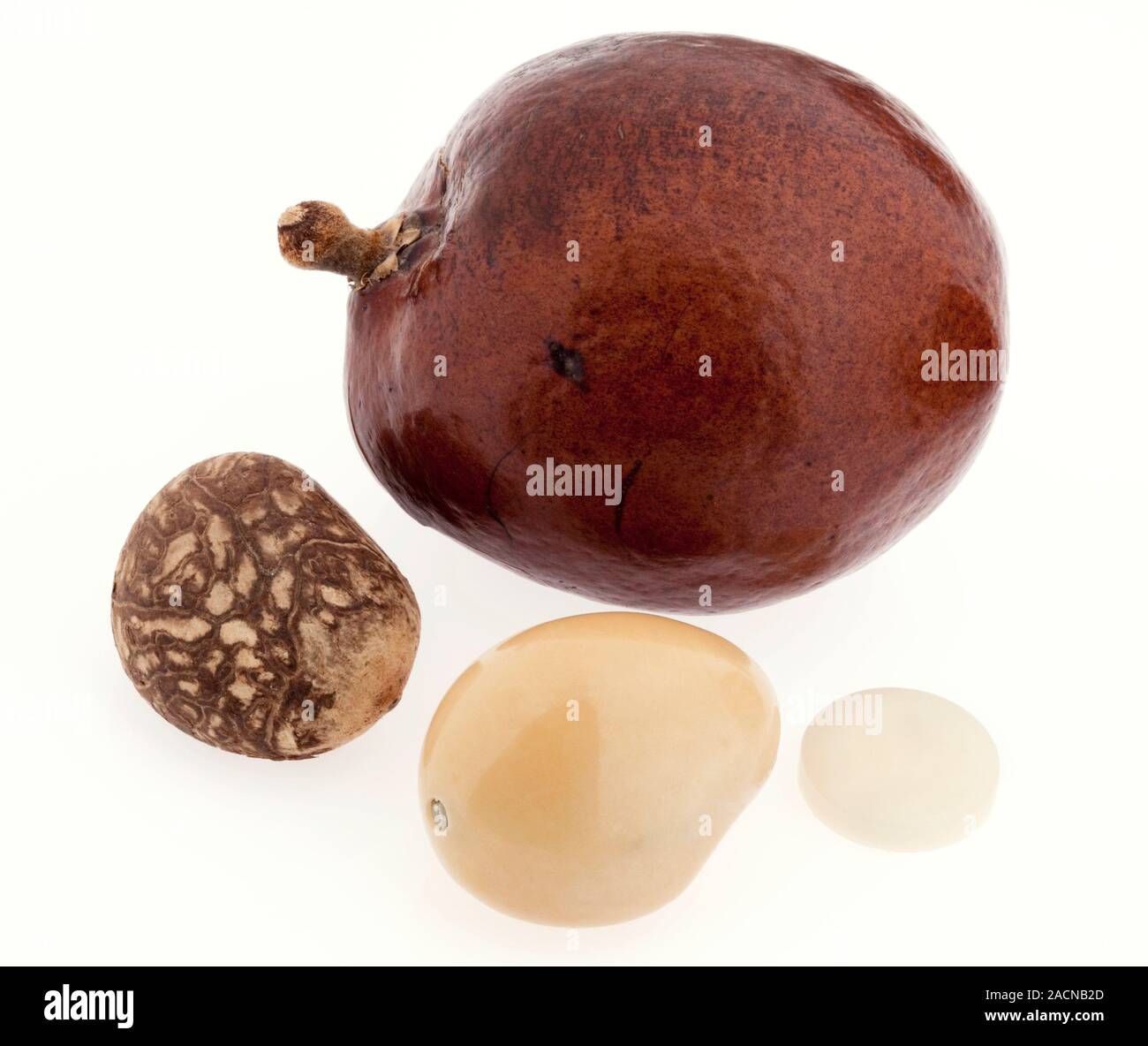 Vegetable ivory. Image showing the stages that an ivory palm fruit ...