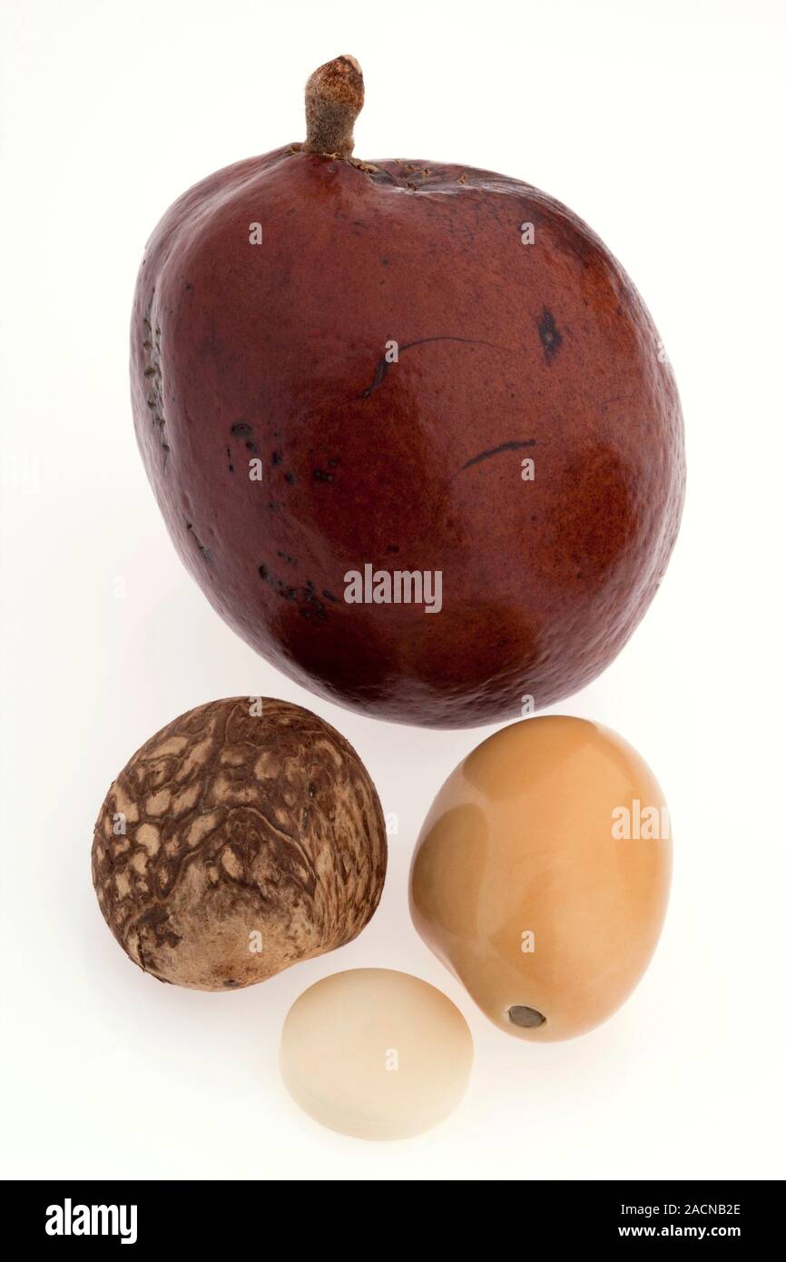 Vegetable ivory. Image showing the stages that an ivory palm fruit ...