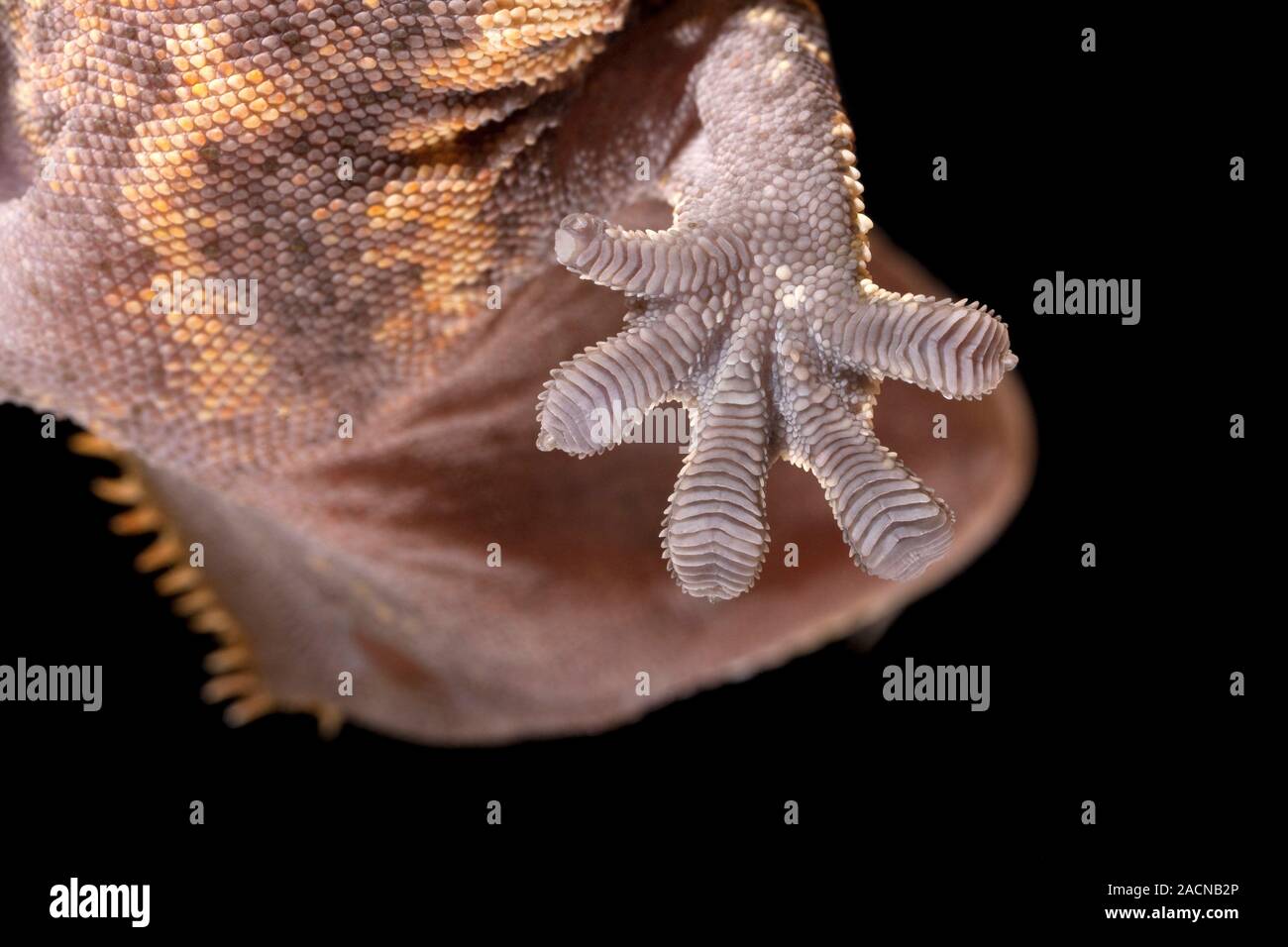Gecko foot. Close-up of the foot of a New Caledonian crested gecko ...