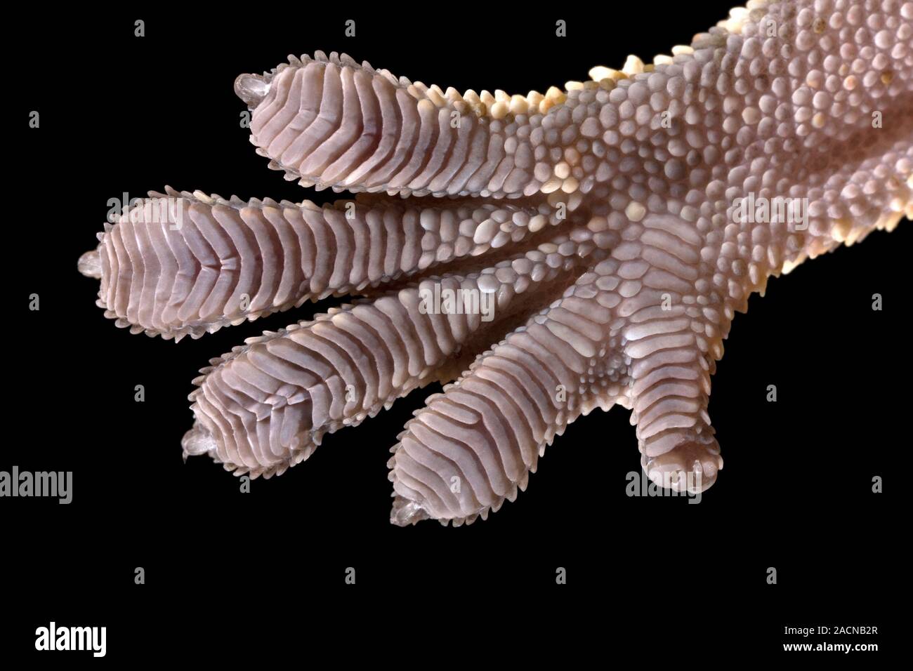 Gecko foot. Close-up of the foot of a New Caledonian crested gecko ...
