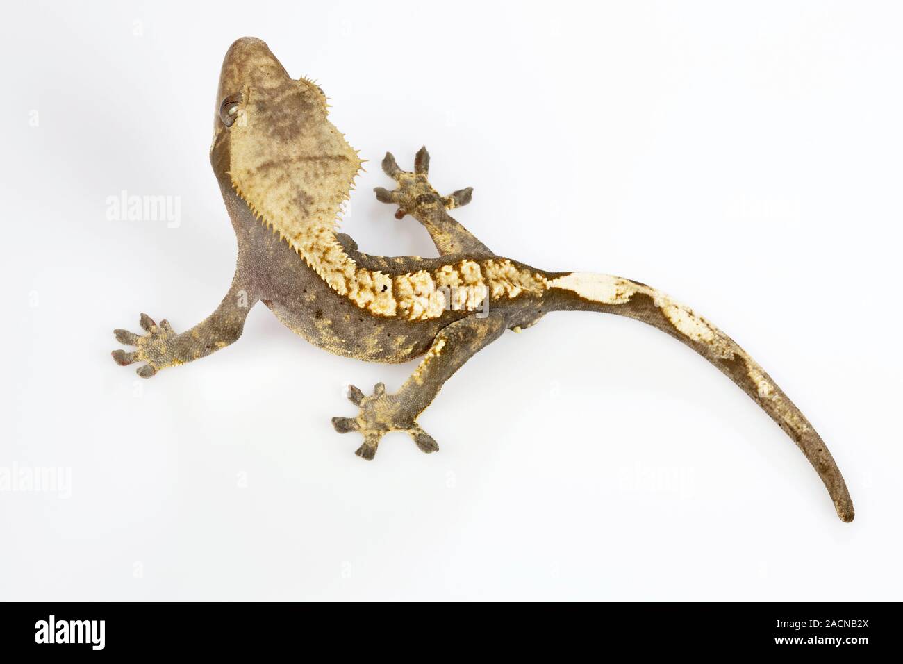 New Caledonian crested gecko (Rhacodactylus ciliatus). This lizard is ...
