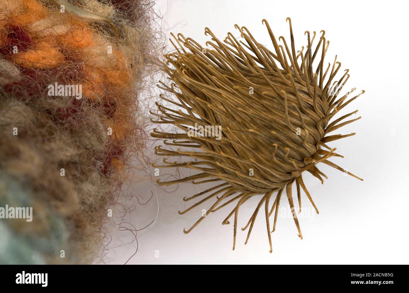 Plant burr stuck to woolly fabric. The burr contains individual fruits ...