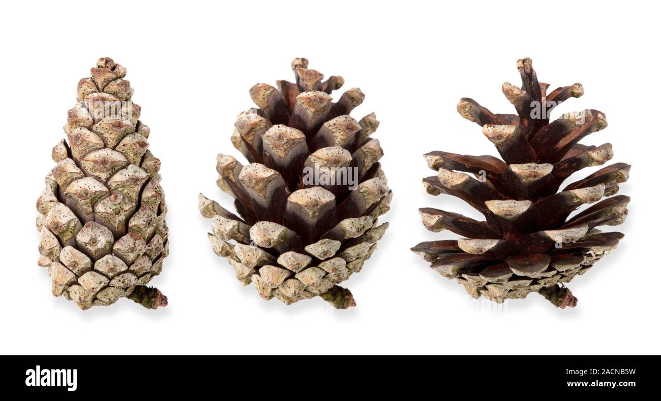 Pine cone opening. Image showing the appearance of a pine cone as it ...