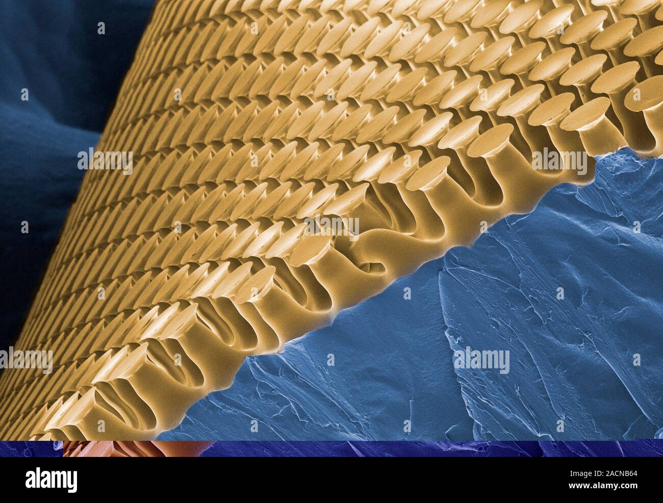 Artificial gecko feet adhesive. Coloured scanning electron micrograph ...