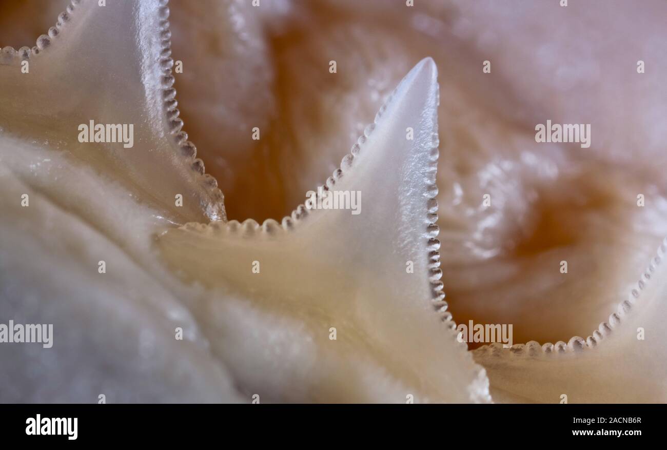 Shark teeth. Close-up of teeth in the mouth of a shark, showing their ...