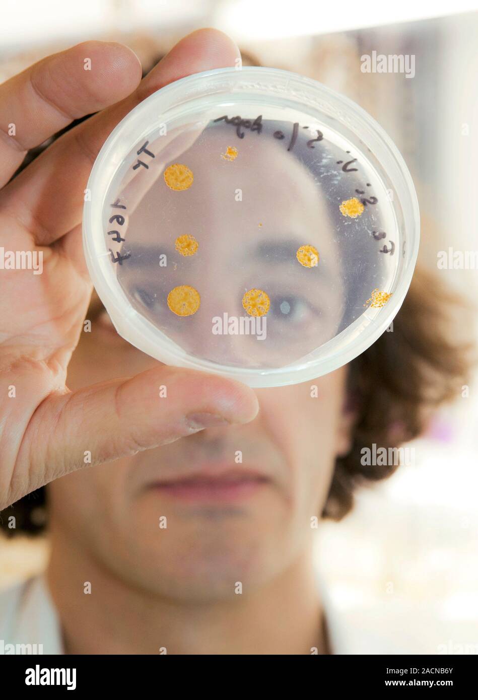 Microalgae research. Biologist holding a Petri dish containing cultured ...