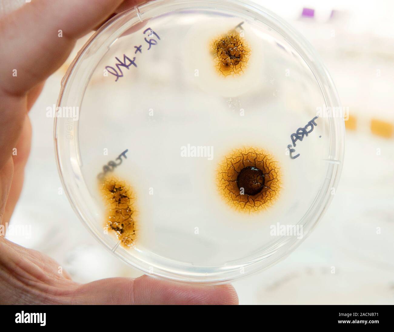 Microalgae research. Biologist holding a Petri dish containing cultured ...