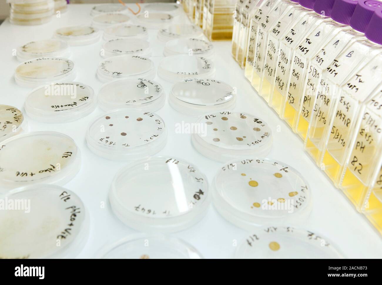 Microalgae research. Petri dishes containing cultured diatom microalgae ...
