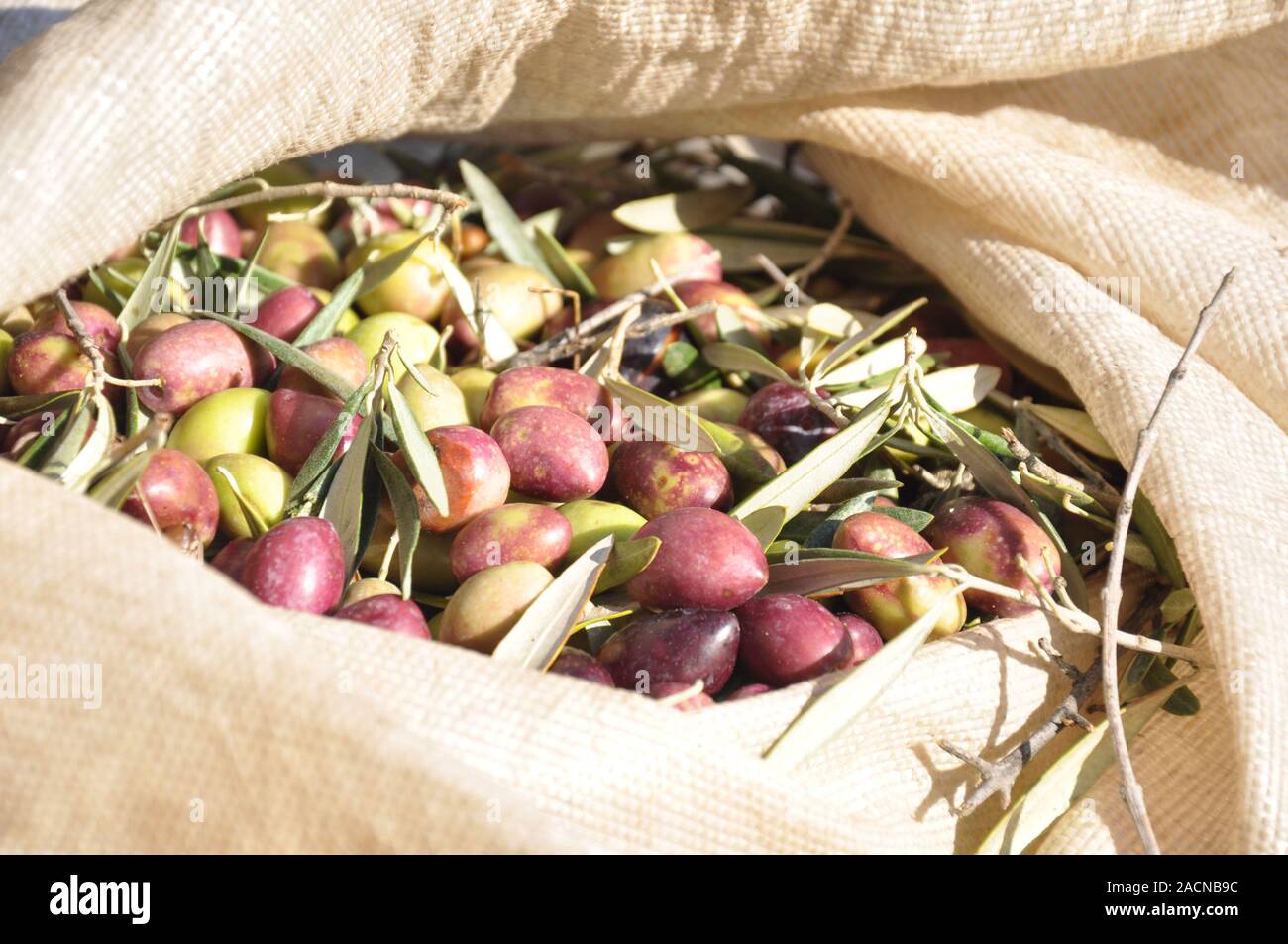 Healthy olive hi-res stock photography and images - Alamy
