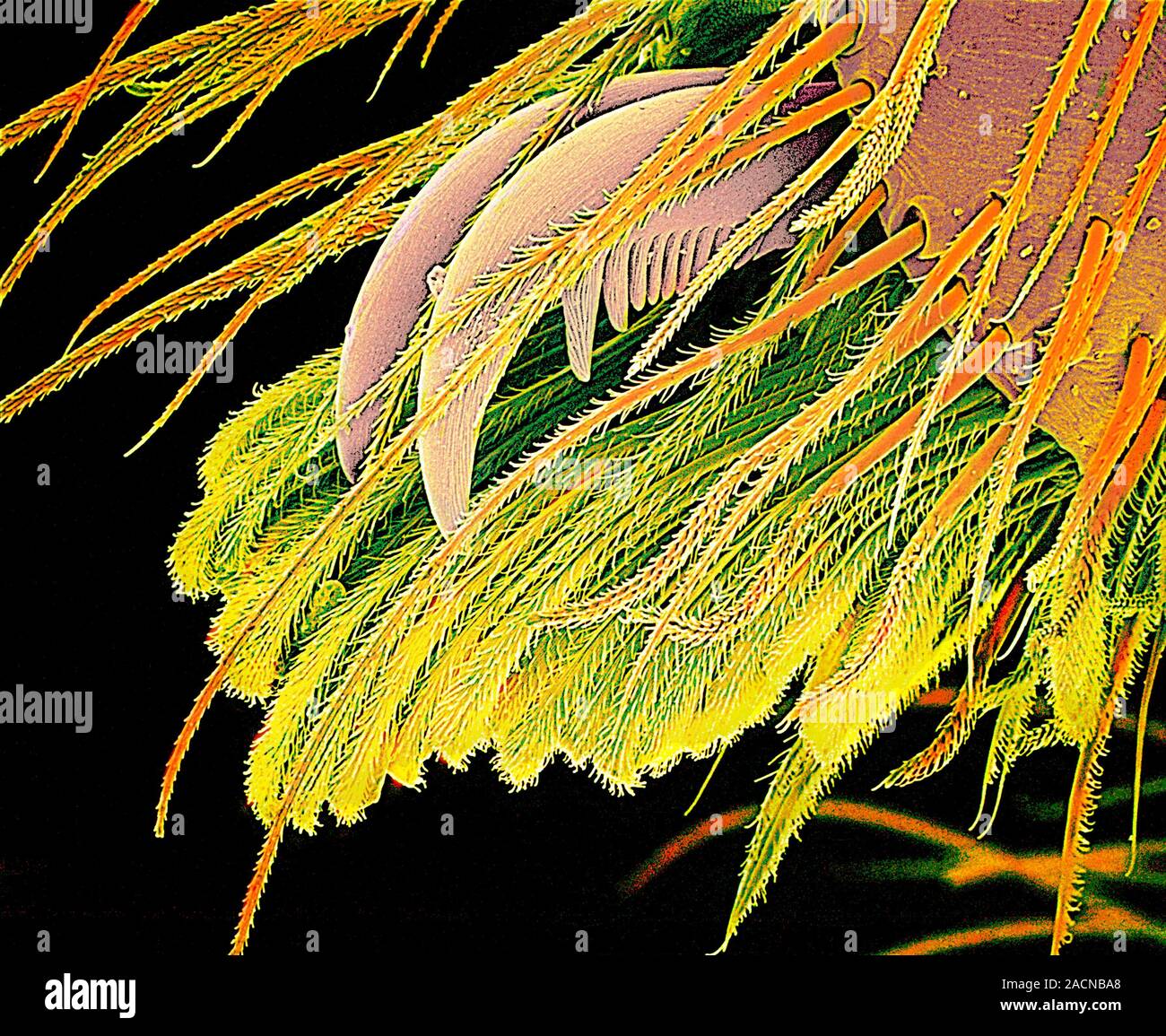 Jumping spider foot. Coloured scanning electron micrograph (SEM) of the ...