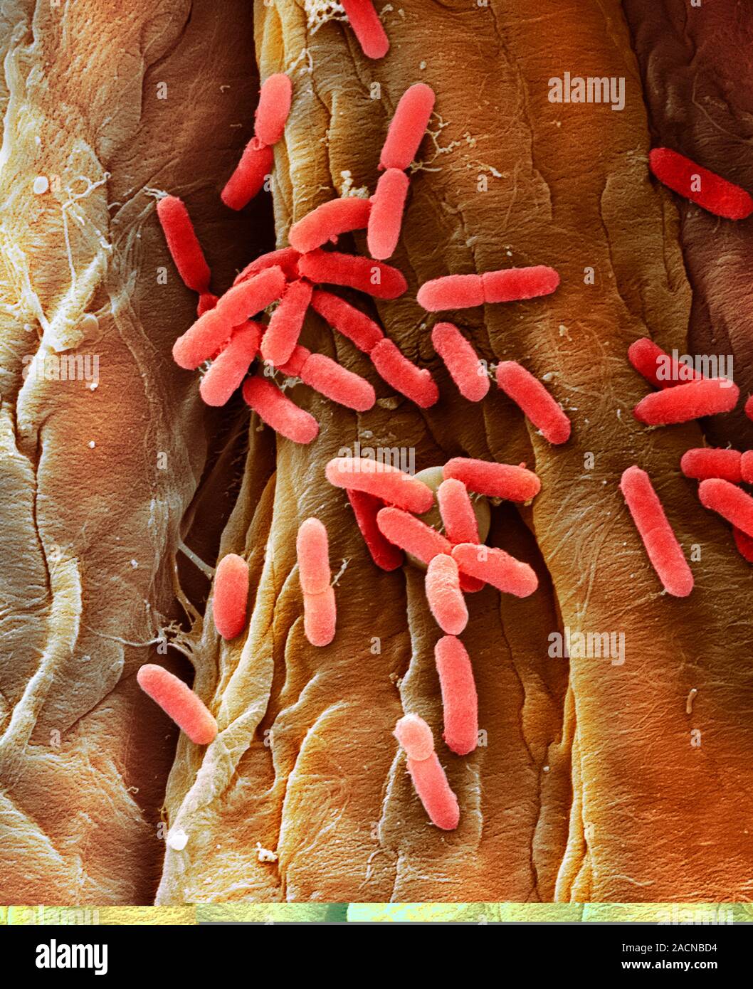E. coli bacteria. Coloured scanning electron micrograph (SEM) of ...