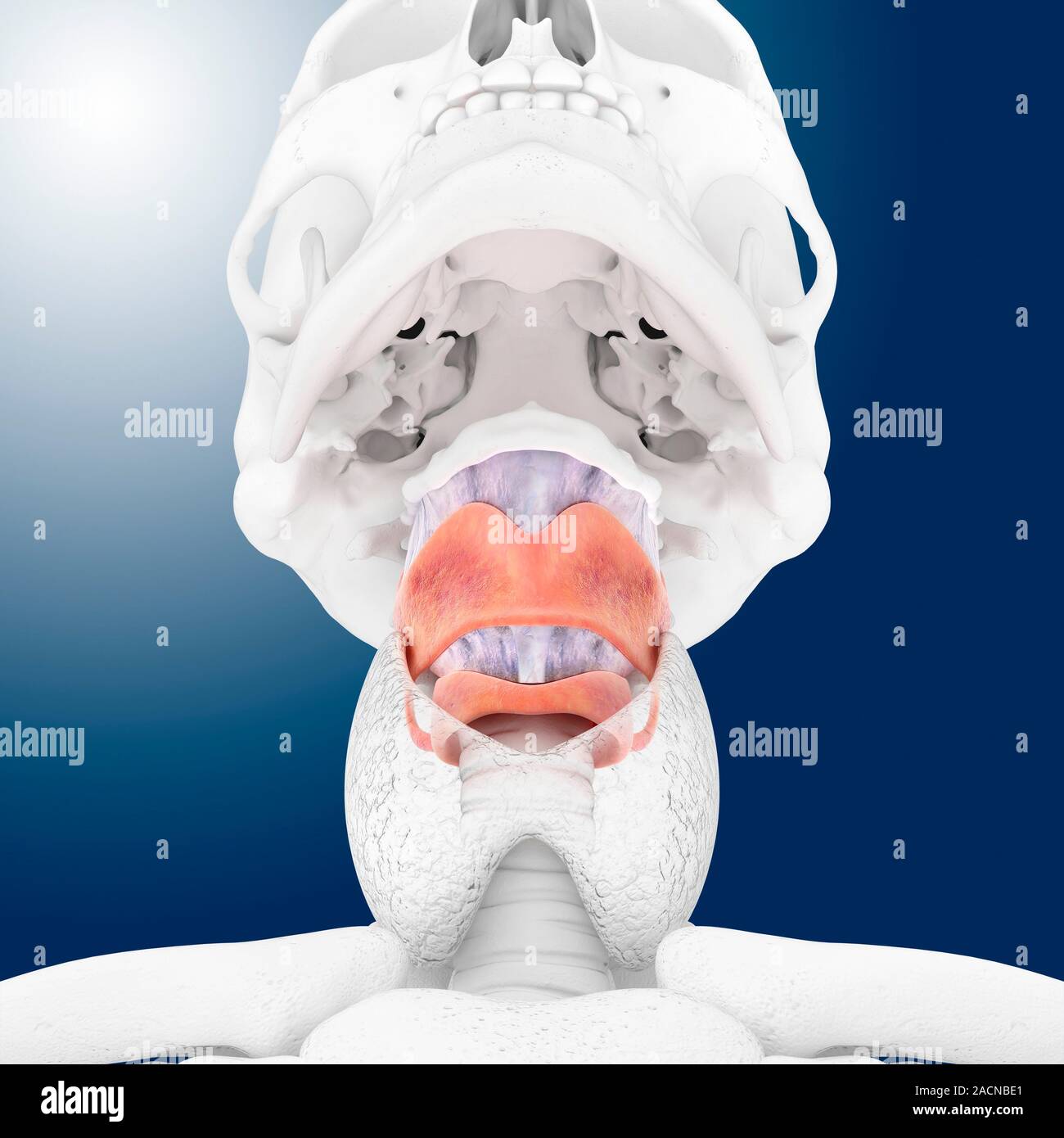 Healthy larynx and thyroid, computer artwork. At centre is the larynx ...