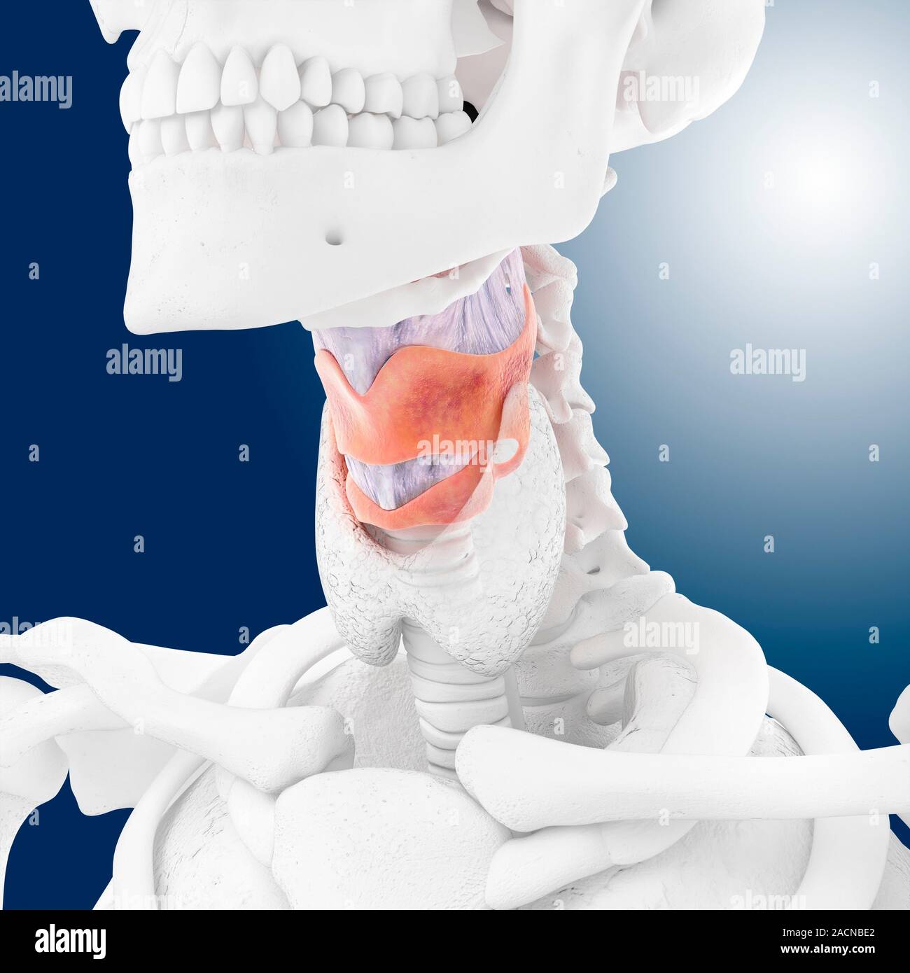 Healthy larynx and thyroid, computer artwork. At centre is the larynx ...